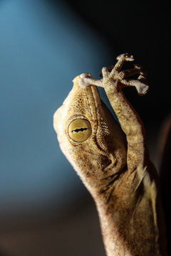 「Gecho」の画像 - 82 件の Stock 写真、ベクターおよびビデオ | Adobe Stock