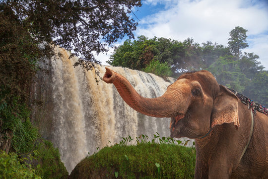 "Elephant Waterfall" Images – Browse 78 Stock Photos, Vectors, and ...