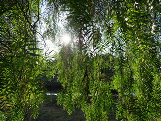 20+ Free Jungle Zoom Background Pictures - PikWizard