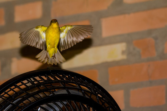 Canary Flying Images – Browse 18,631 Stock Photos, Vectors, and Video ...