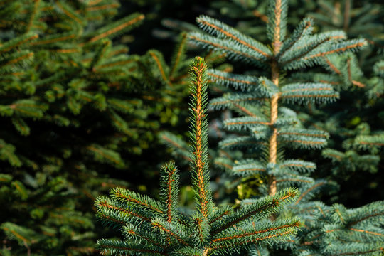 รูปภาพPinetree – เลือกดูภาพถ่ายสต็อก เวกเตอร์ และวิดีโอ7,481 | Adobe Stock