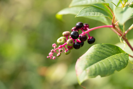 รูปภาพScoke – เลือกดูภาพถ่ายสต็อก เวกเตอร์ และวิดีโอ2,641 | Adobe Stock