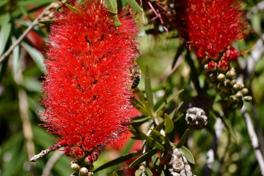 「Calistemo」の写真素材 | 20件の無料イラスト画像 | Adobe Stock