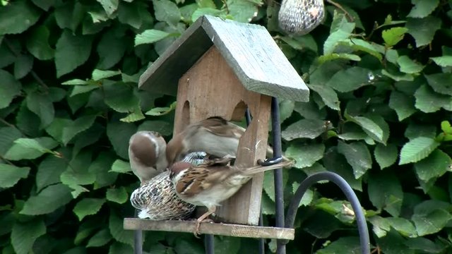 Feldspatzen bilder – Bläddra bland 353 stockfoton, vektorer och videor ...