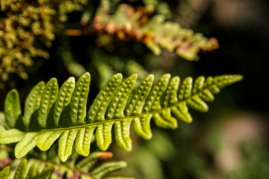 รูปภาพPteridophyta – เลือกดูภาพถ่ายสต็อก เวกเตอร์ และวิดีโอ1,935 ...
