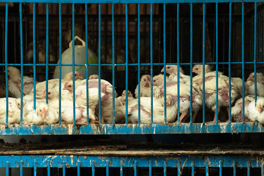 Pultry Images – Browse 34 Stock Photos, Vectors, and Video | Adobe Stock