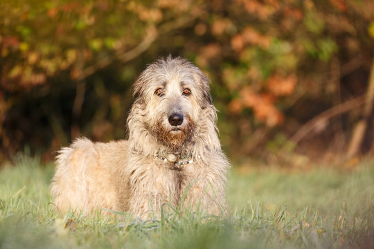 Belohnen Bilder – Durchsuchen 799 Archivfotos, Vektorgrafiken und ...