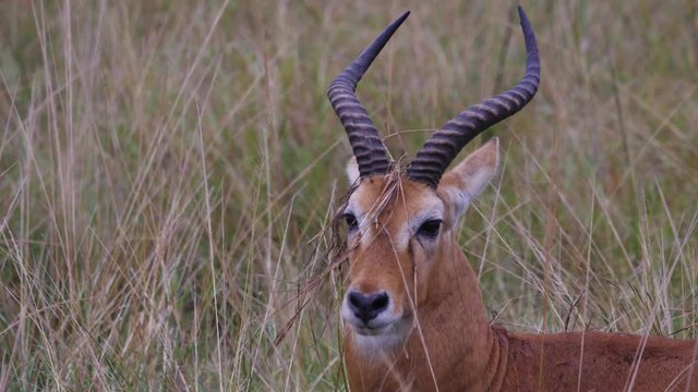 "Ugandan Kob" Images – Browse 332 Stock Photos, Vectors, and Video ...