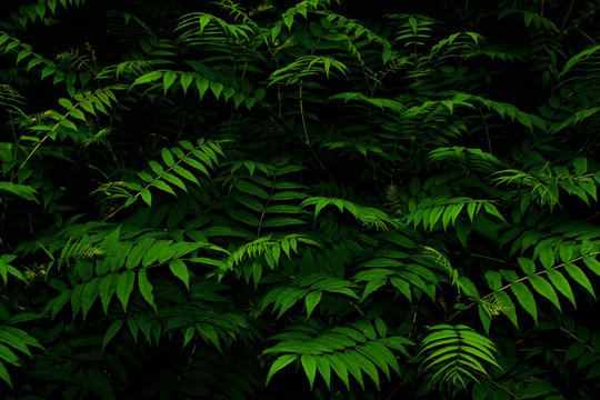 Subtle Black Background Images – Browse 45,526 Stock Photos, Vectors ...