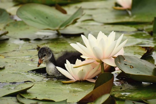 Natatorial Bilder – Durchsuchen 1,627 Archivfotos, Vektorgrafiken und ...