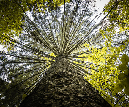 "Bottom View Tree" Images – Browse 150 Stock Photos, Vectors, and Video ...