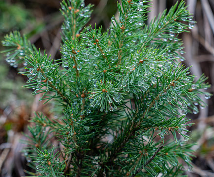 Fichtenbaum Billeder – Gennemse 195 stockfotos, vektorer og videoer ...