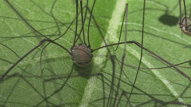 Imágenes de Harvestmen: descubre bancos de fotos, ilustraciones ...