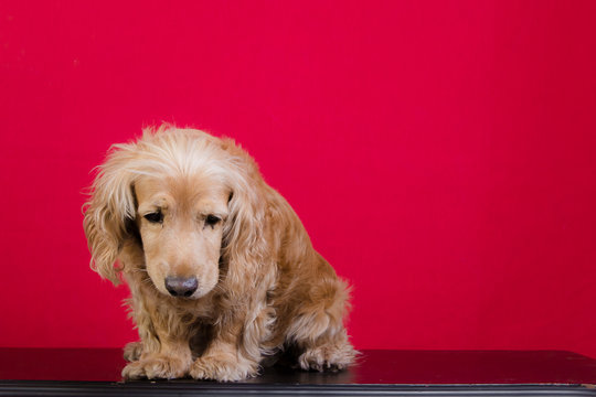 32,659 MEILLEURES Morose IMAGES, PHOTOS ET ILLUSTRATIONS VECTORIELLES ...