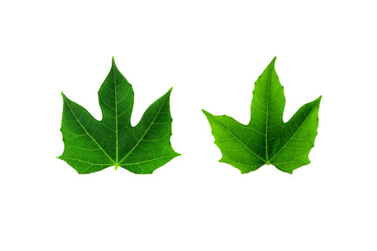 Chaya Bilder – Durchsuchen 1,009 Archivfotos, Vektorgrafiken und Videos ...