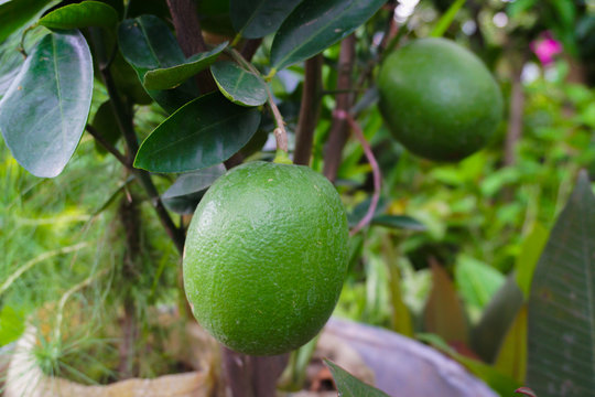 Lebu Images – Browse 52 Stock Photos, Vectors, and Video | Adobe Stock