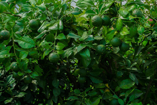 Lebu Images – Browse 52 Stock Photos, Vectors, and Video | Adobe Stock