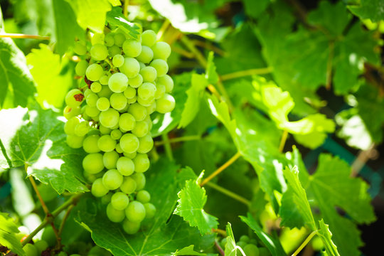"Big Grape" Images – Browse 29 Stock Photos, Vectors, and Video | Adobe ...