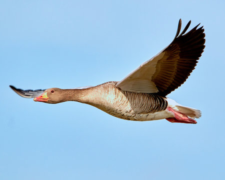 「Wildgans」の写真素材 | 3,506件の無料イラスト画像 | Adobe Stock