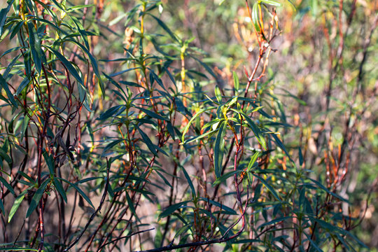 Jaral Images – Browse 75 Stock Photos, Vectors, and Video | Adobe Stock