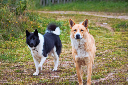 Malemute Képek – Böngésszen 47,045 stockfotókat, vektorokat és videókat ...