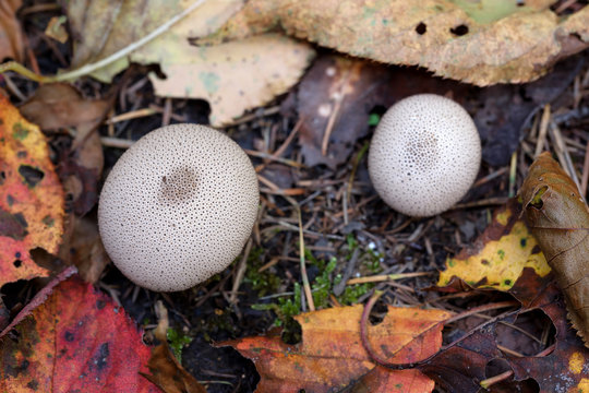 "Warted Puffball" Images – Browse 1,815 Stock Photos, Vectors, and ...