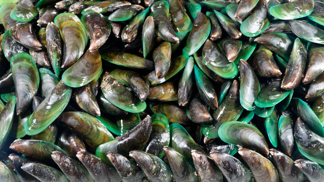 "Asian Green Mussel" Images – Browse 384 Stock Photos, Vectors, and ...