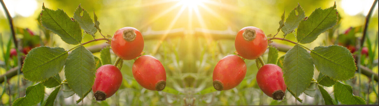 Rosehip Images – Browse 394,765 Stock Photos, Vectors, and Video ...