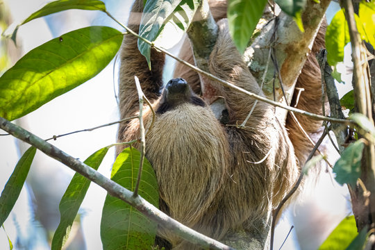 Unau Images – Parcourir 848 le catalogue de photos, vecteurs et vidéos ...