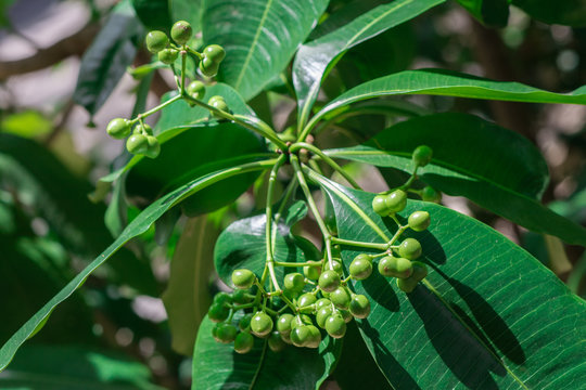 รูปภาพRauwolfia – เลือกดูภาพถ่ายสต็อก เวกเตอร์ และวิดีโอ330 | Adobe Stock