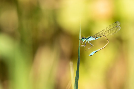 Accouplement 이미지 – 찾아보기 1,271 스톡 사진, 벡터 및 비디오 | Adobe Stock