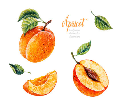 "Watercolor Apricot" Images – Browse 36 Stock Photos, Vectors, and ...
