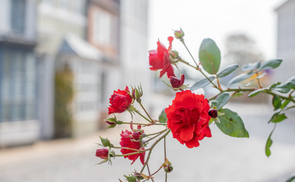 รูปภาพTonder – เลือกดูภาพถ่ายสต็อก เวกเตอร์ และวิดีโอ359 | Adobe Stock