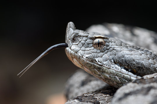 รูปภาพVipera – เลือกดูภาพถ่ายสต็อก เวกเตอร์ และวิดีโอ5,223 | Adobe Stock