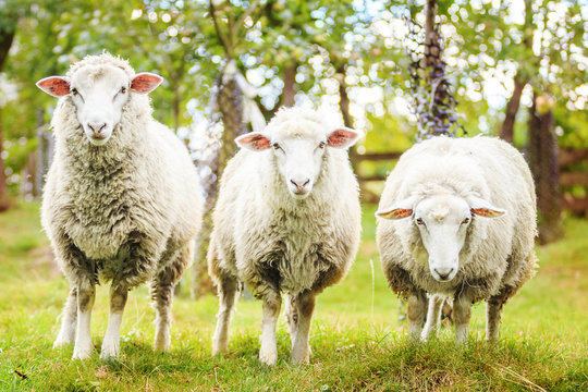 Owce Images – Browse 1,209 Stock Photos, Vectors, and Video | Adobe Stock