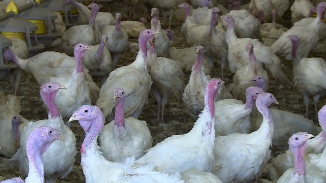 Group Of Turkeys Images – Browse 37,130 Stock Photos, Vectors, and ...