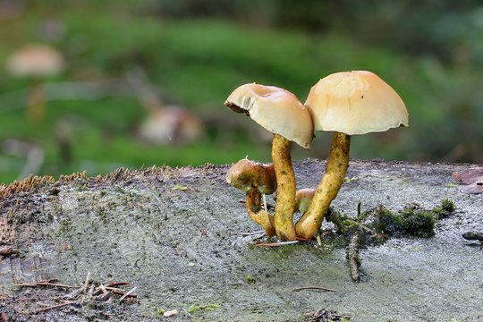 Amorphea Bilder – Durchsuchen 93 Archivfotos, Vektorgrafiken und Videos ...
