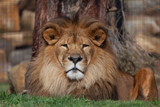 Bruiser Images – Browse 318 Stock Photos, Vectors, and Video | Adobe Stock