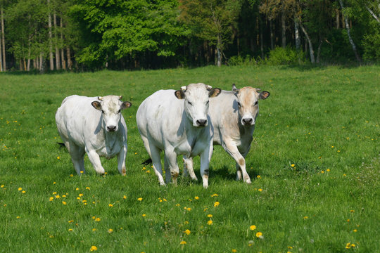 Wildrinder Bilder – Durchsuchen 37,935 Archivfotos, Vektorgrafiken und ...