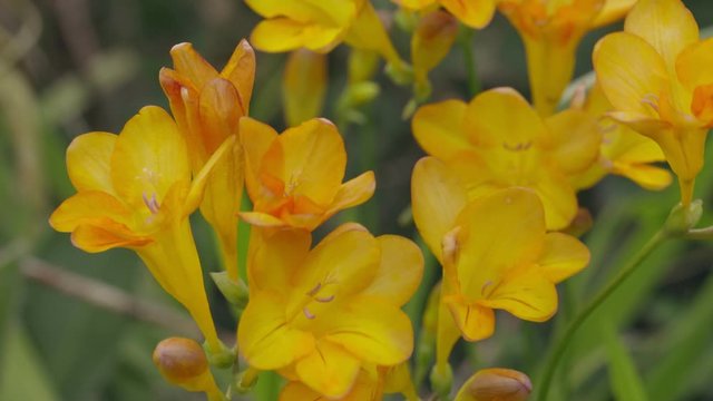 "Freesia Refracta" Images – Browse 141 Stock Photos, Vectors, and Video ...