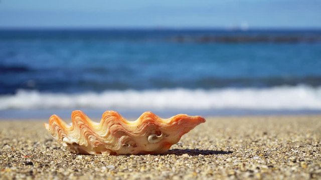 "Pearl Shell" Images – Browse 2,402 Stock Photos, Vectors, and Video ...