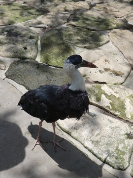 Oiseu Images – Browse 47 Stock Photos, Vectors, and Video | Adobe Stock