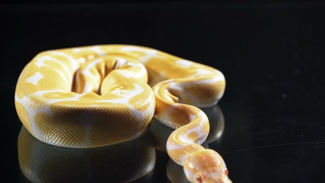 Nuclear Spinner Ball Python