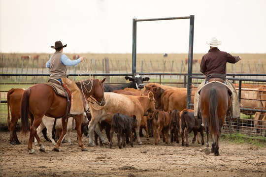 "Round Up" Images – Browse 1,150 Stock Photos, Vectors, and Video ...