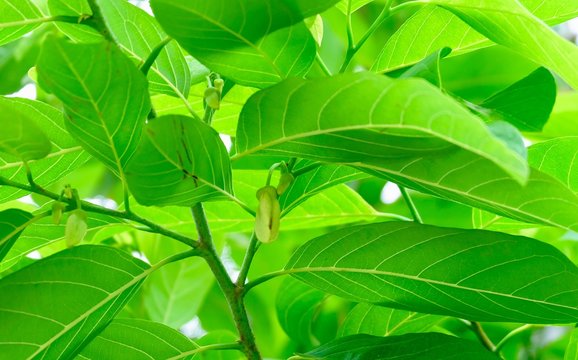 รูปภาพRumdul – เลือกดูภาพถ่ายสต็อก เวกเตอร์ และวิดีโอ292 | Adobe Stock