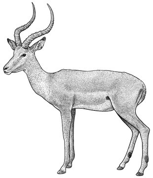 Impala Animal Drawing