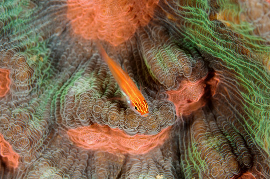 Mycedium Images – Browse 41 Stock Photos, Vectors, and Video | Adobe Stock