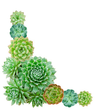 22,489 BEST Succulent Border IMAGES, STOCK PHOTOS & VECTORS | Adobe Stock
