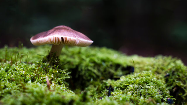 รูปภาพPilz – เลือกดูภาพถ่ายสต็อก เวกเตอร์ และวิดีโอ75,537 | Adobe Stock