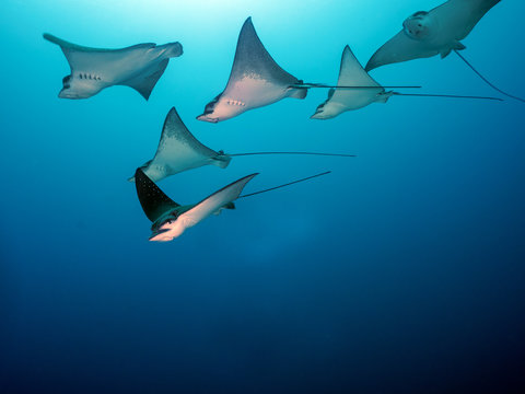 Rochen bilder – Bläddra bland 2,461 stockfoton, vektorer och videor ...